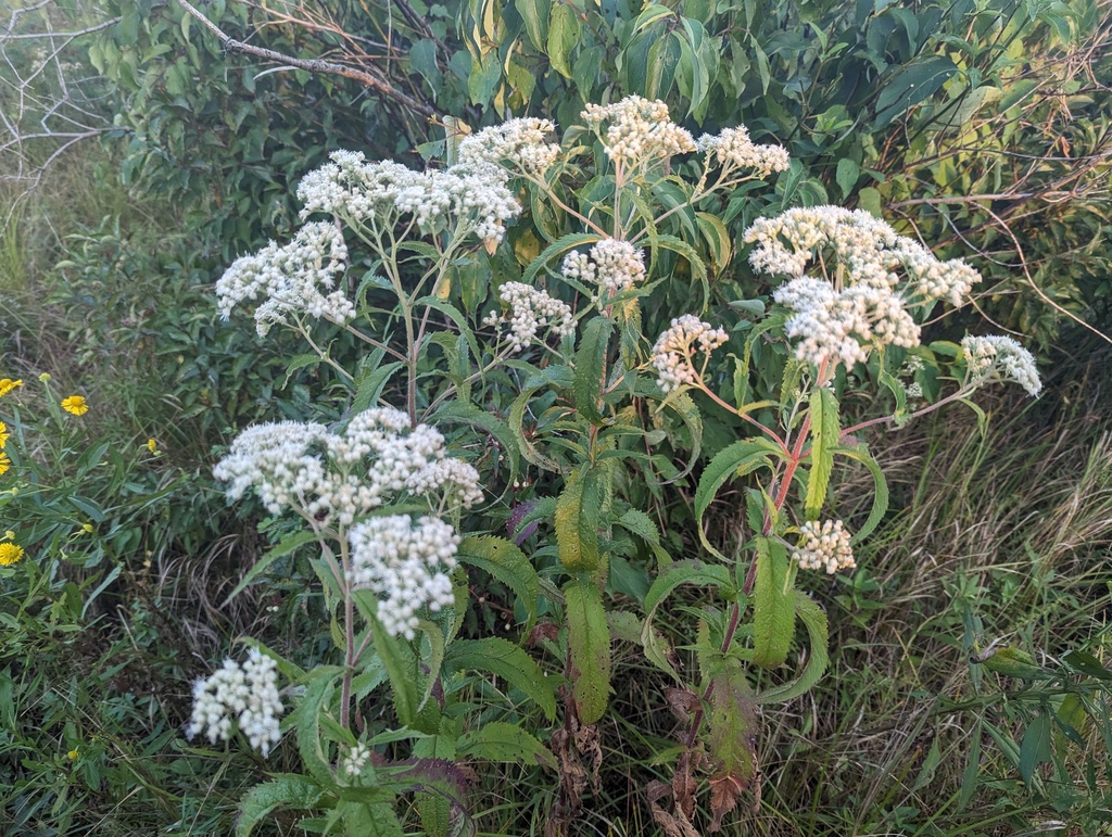 upland boneset in September 2023 by Ryan Sorrells · iNaturalist