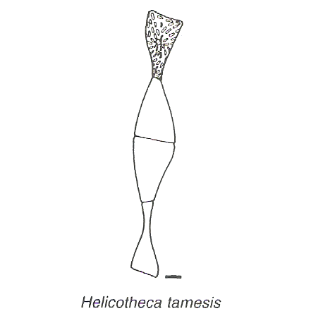 Helicotheca tamesis (GTM Research Reserve Plankton Guide) · iNaturalist