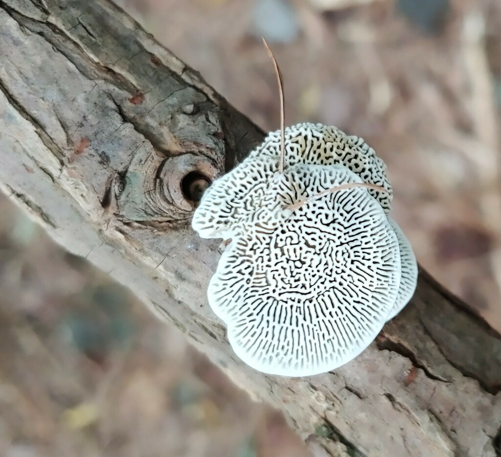 Thin-walled Maze Polypore from Mountain Park, GA, USA on September 10 ...