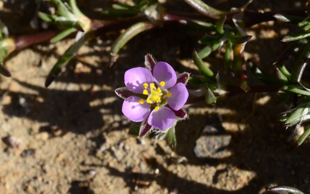 Red Sand Spurrey from Drie Kuilen Nature Reserve on September 3, 2023 ...