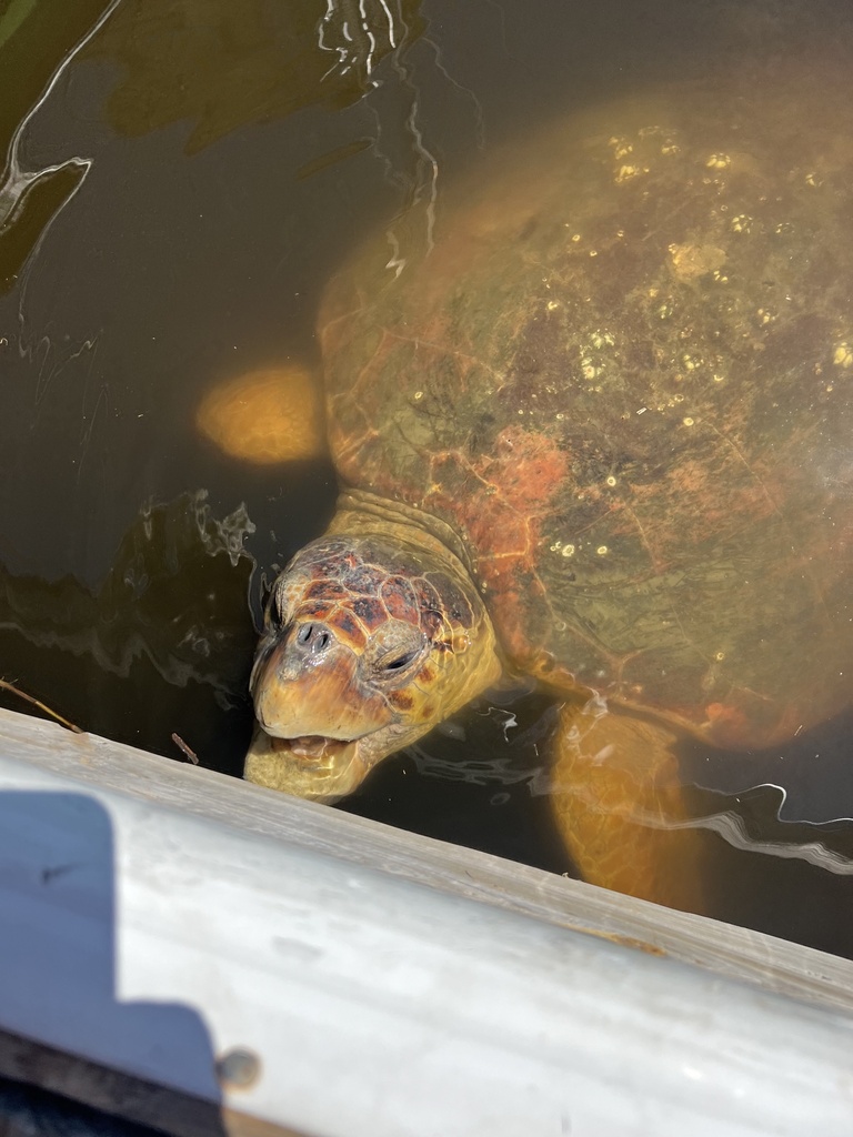Loggerhead Sea Turtle in September 2023 by rocky_raccoon. Massive loggerhead sea turtle that ...
