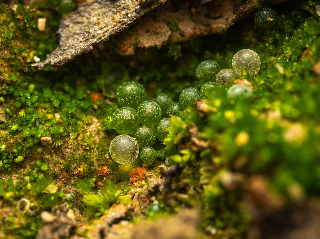 Botrydium from Louis Robidoux Nature Center, Jurupa Valley, CA, US on ...
