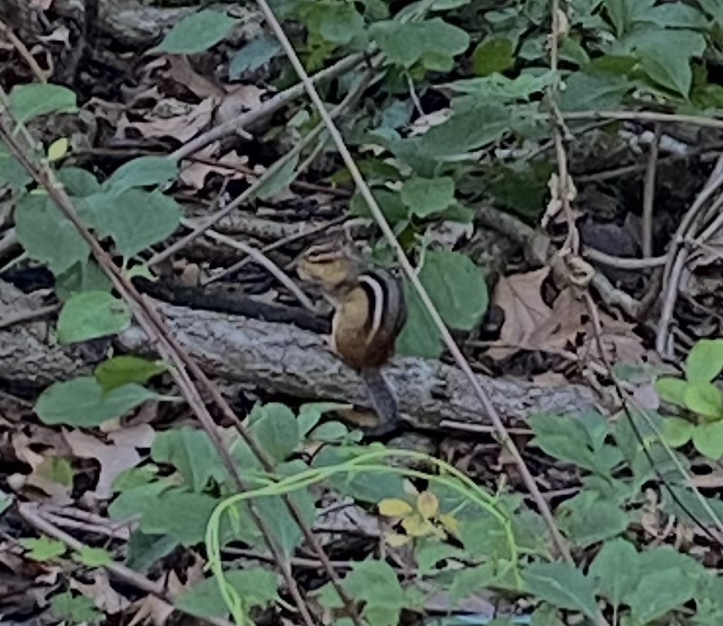 Eastern Chipmunk from Western Michigan University, Kalamazoo, MI, US on ...