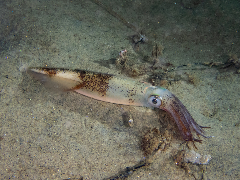 Opalescent Inshore Squid from San Diego County, CA, USA on September 10 ...