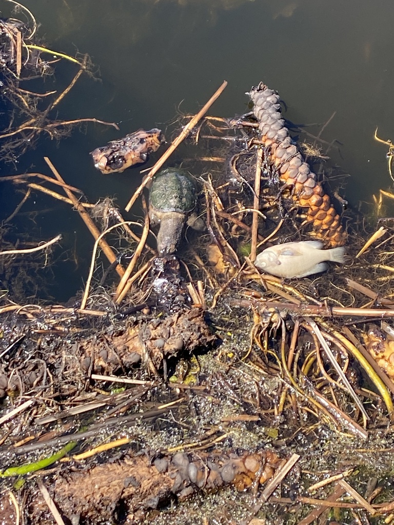 Common Snapping Turtle from Lake Pond, Leamington, ON, CA on April 9 ...