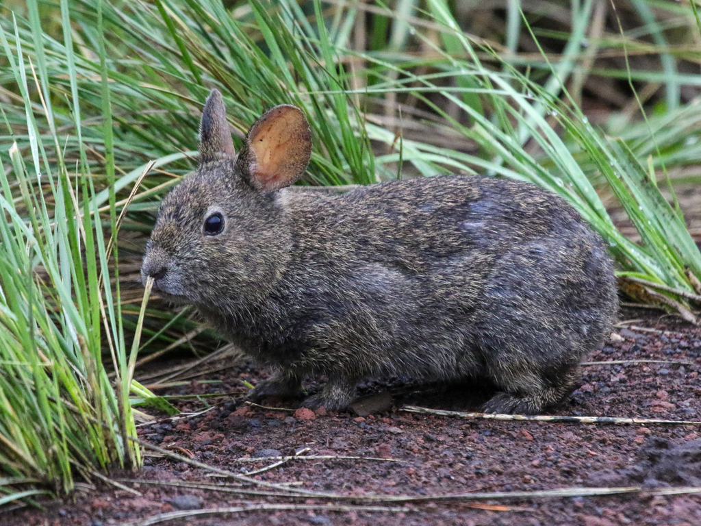 Volcano Rabbit in July 2023 by Annabelle Watts; Justin Watts. Came to ...