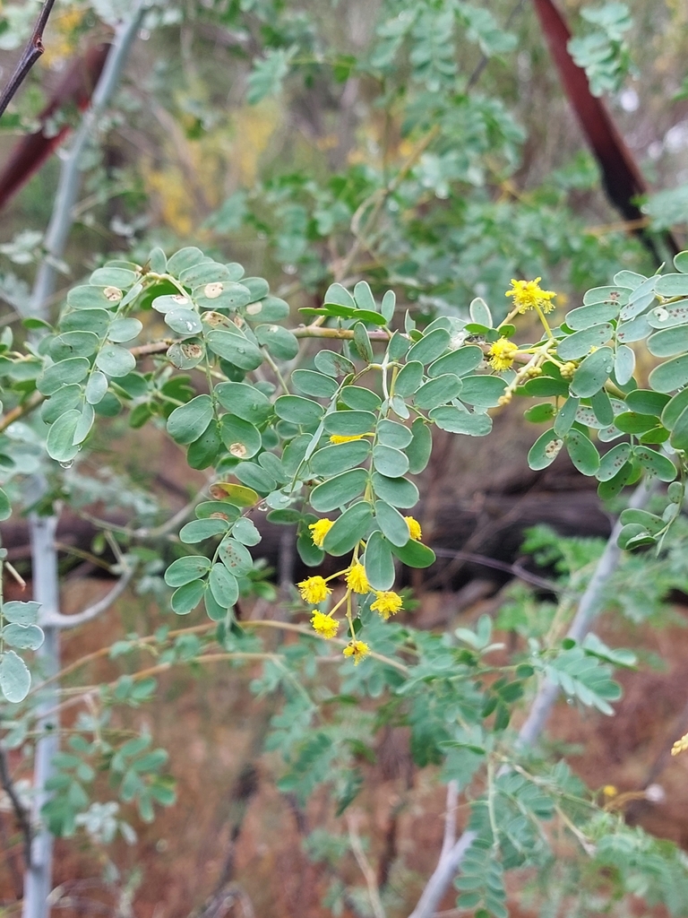 mudgee wattle from Mendooran NSW 2842, Australia on September 8, 2023 ...