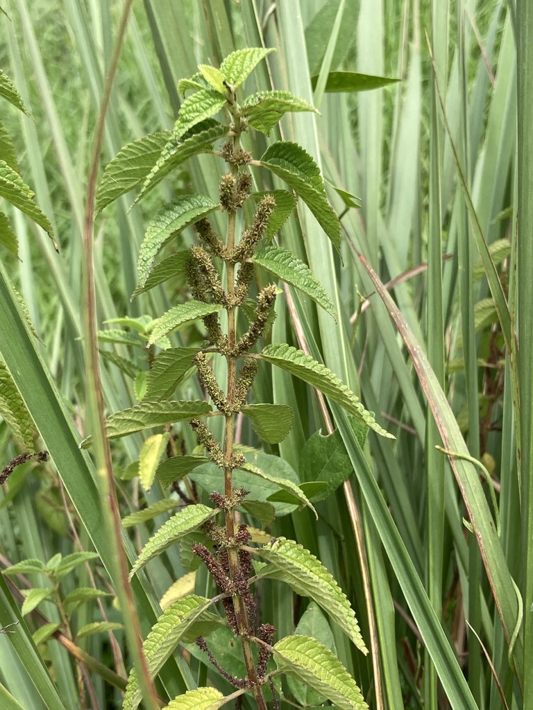 false nettle from Plantation Preserve Golf Course, Plantation, FL, US ...