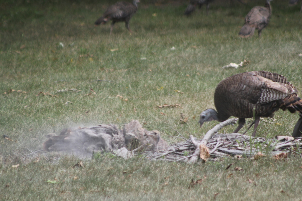Wild Turkey in August 2023 by tmeltwi. Dust bath · iNaturalist
