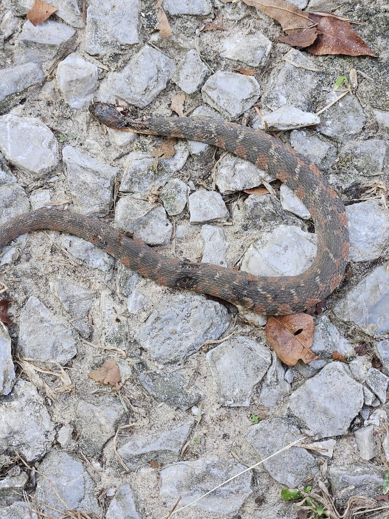 Banded Watersnake from Toomsuba, MS 39364, USA on September 10, 2023 at ...