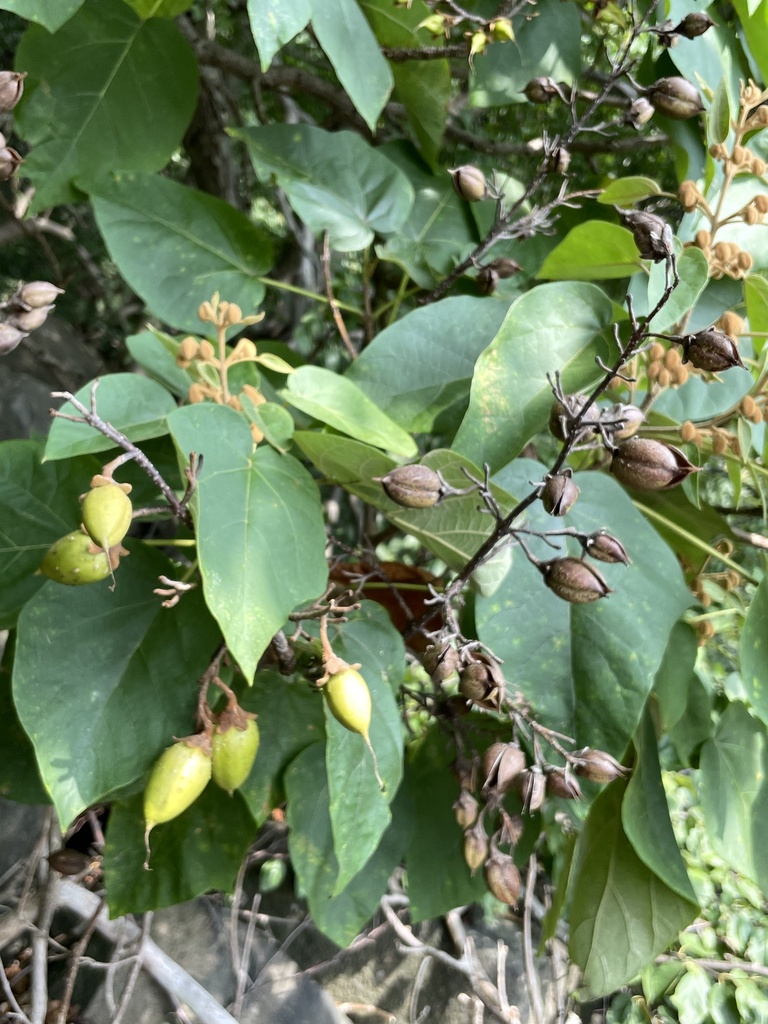 princess tree from Palisades Interstate Park, Alpine, NJ, US on ...