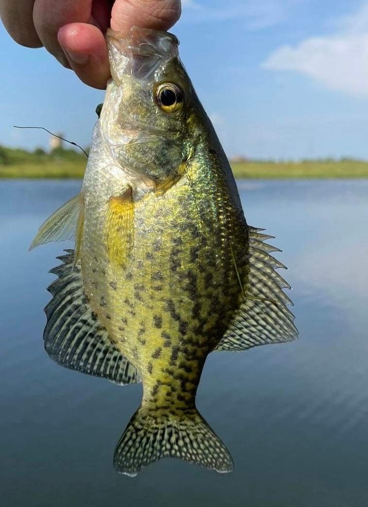 Black Crappie in July 2021 by SpeciesLifelist · iNaturalist
