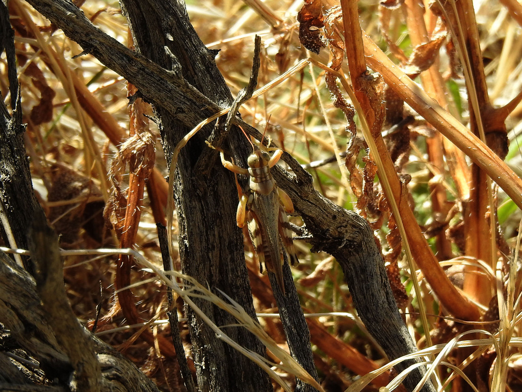 Valley Grasshopper from Mojave, CA 93501, USA on September 6, 2023 at ...