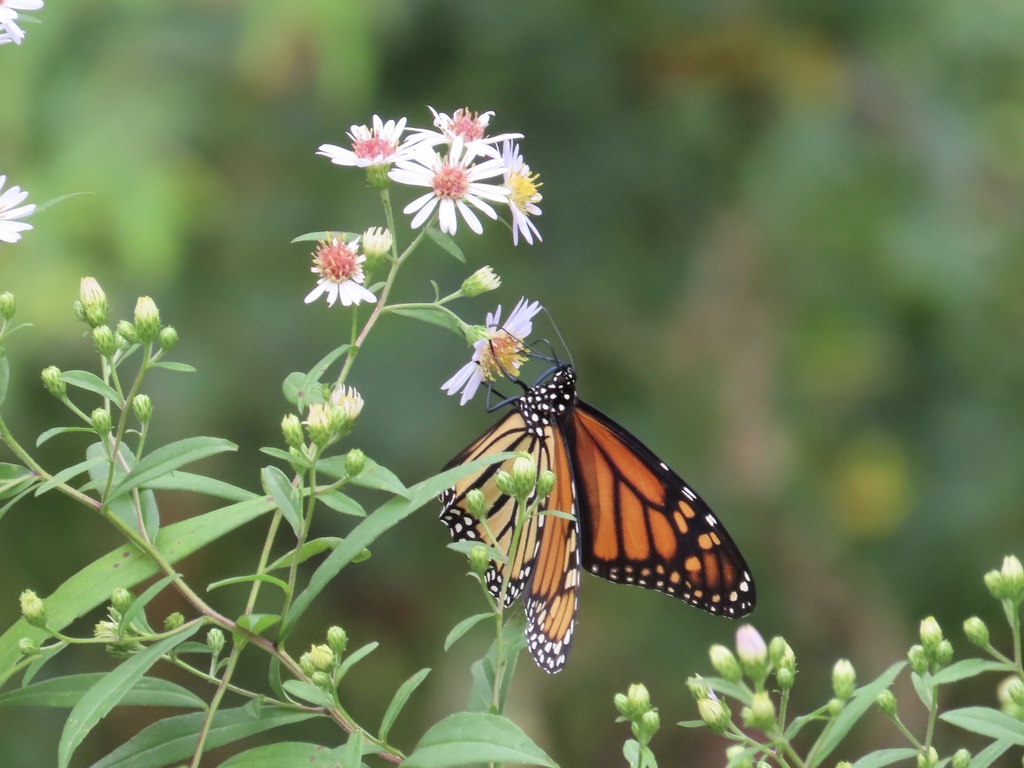 Monarch in September 2023 by Josh Emm · iNaturalist
