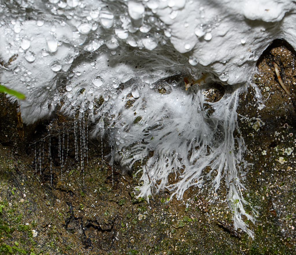 Fungi Including Lichens from Paekākāriki Hill, New Zealand on September ...