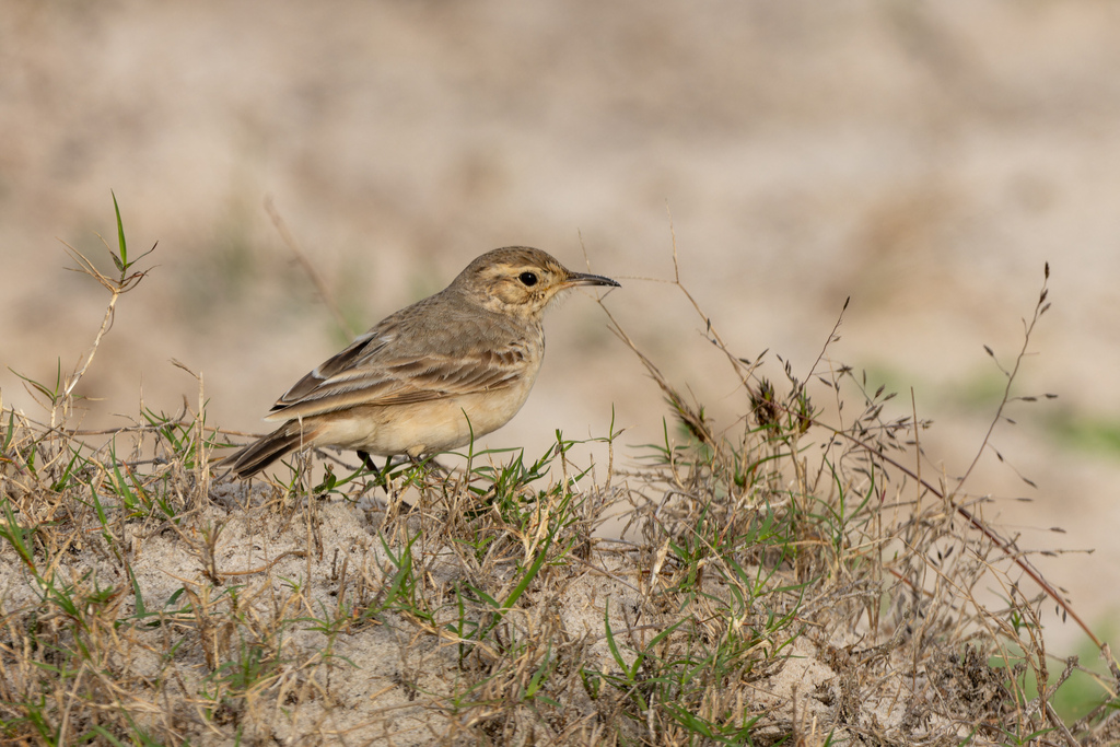 Common Miner from Lagoa dos Patos, Rio Grande do Sul on August 7, 2023 ...