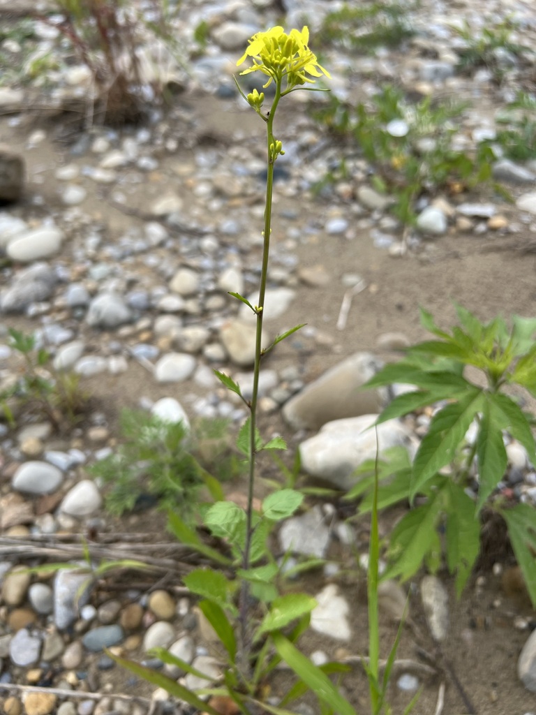 Brown Mustard from Butler, Ohio, United States on June 14, 2023 at 01: ...