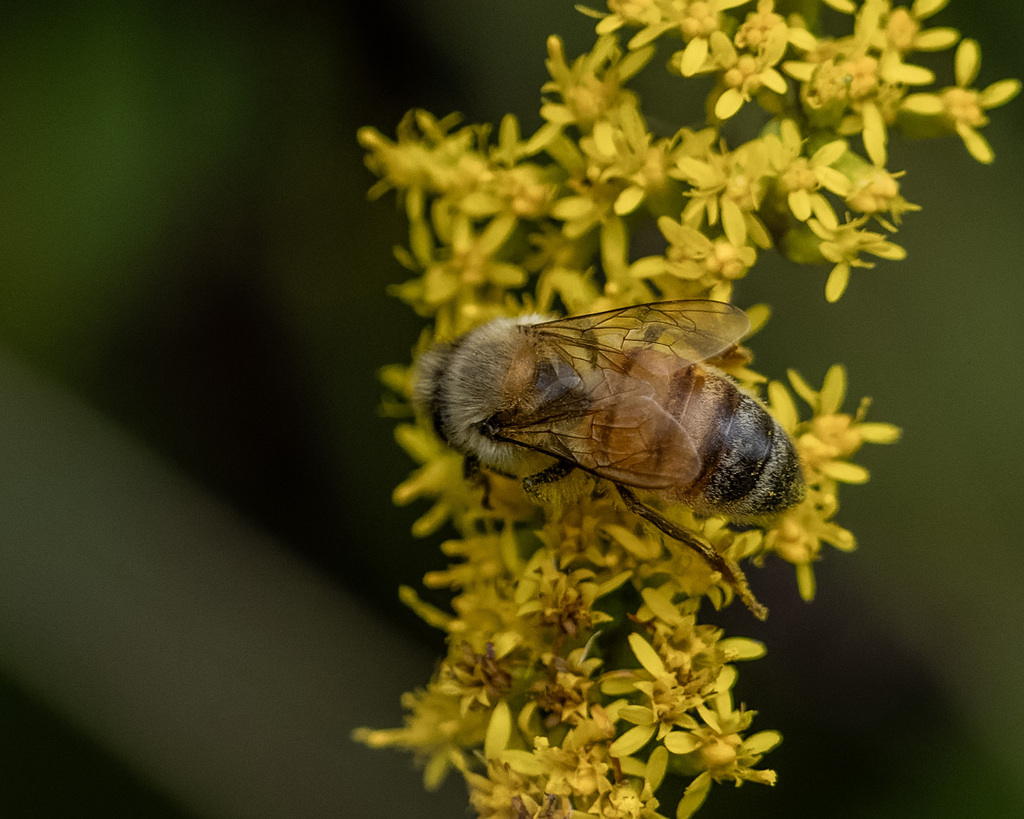 Western Honey Bee from Quansoo Preserve on September 10, 2023 at 11:51 ...