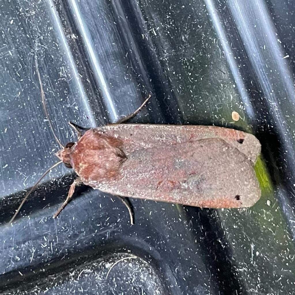 Large Yellow Underwing from Peterborough on September 3, 2023 at 03:30 ...