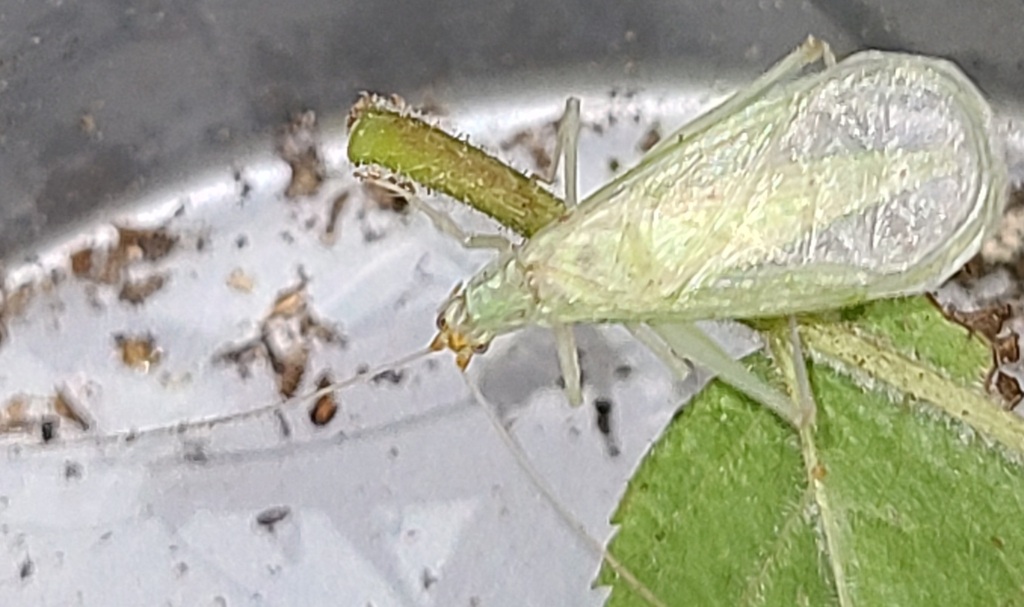 Snowy Tree Cricket on September 9, 2023 at 10:23 PM by Amcilraith ...