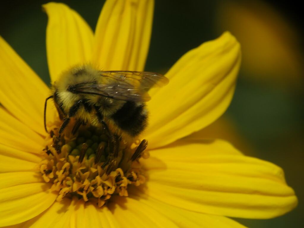 Half-black Bumble Bee from Rockford, IL, USA on September 10, 2023 at ...