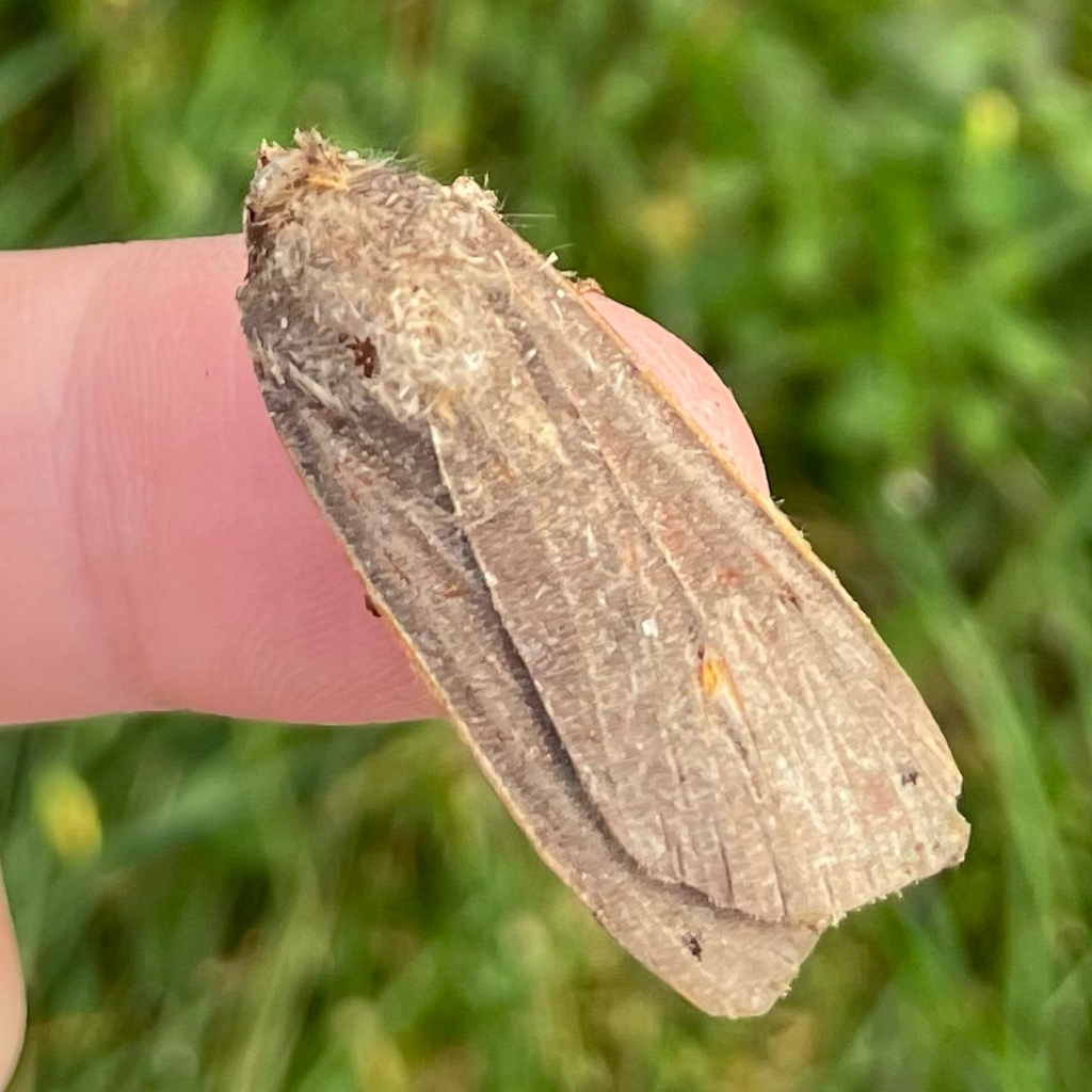 Large Yellow Underwing from Peterborough on September 9, 2023 at 07:40 ...