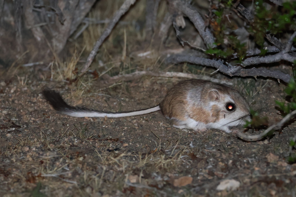 Desert Kangaroo Rat from Apple Valley, CA, US on September 4, 2023 at ...
