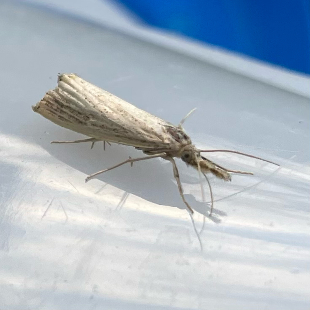 Lesser Vagabond Sod Webworm Moth from Peterborough on September 9, 2023 ...