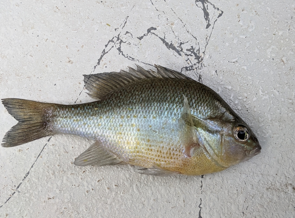 Redbreast Sunfish from Tamaulipas, Mexico on September 10, 2023 at 06: ...