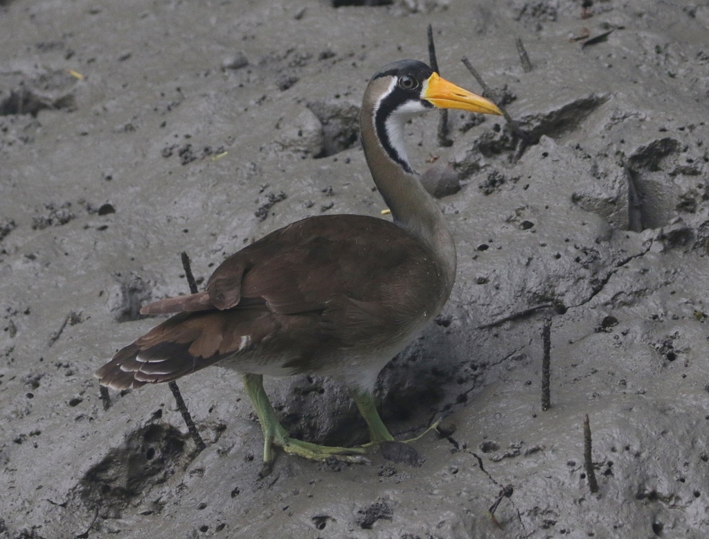 Masked Finfoot in April 2023 by James Bailey · iNaturalist