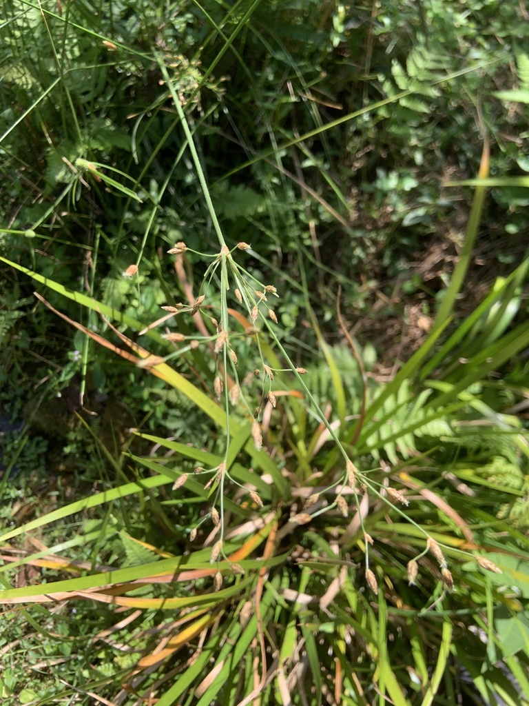 Fringe Rush in September 2023 by amygoog · iNaturalist