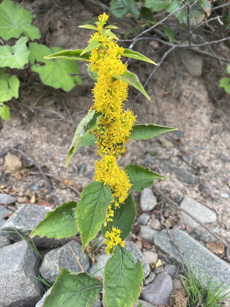 broad-leaved goldenrod from Bayview Shore Rd, Digby, NS, CA on ...