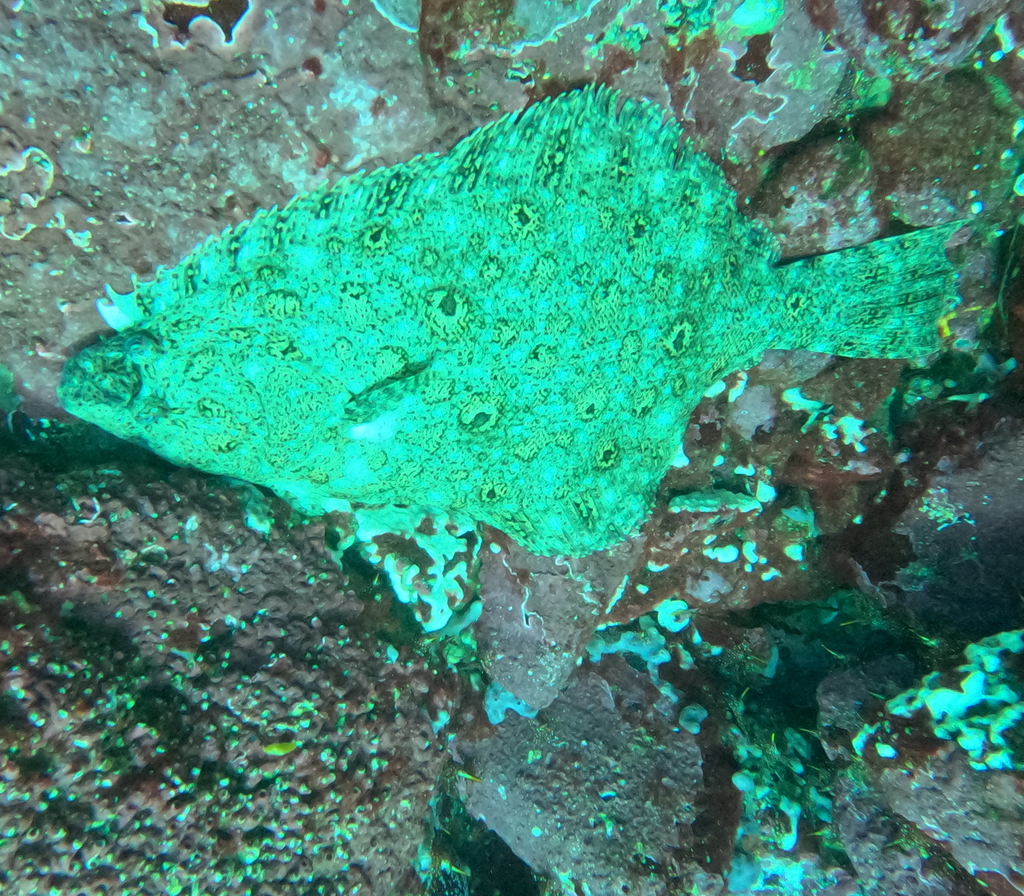 Fine Flounder from Huasco, Atacama, Chile on September 10, 2023 at 12: ...