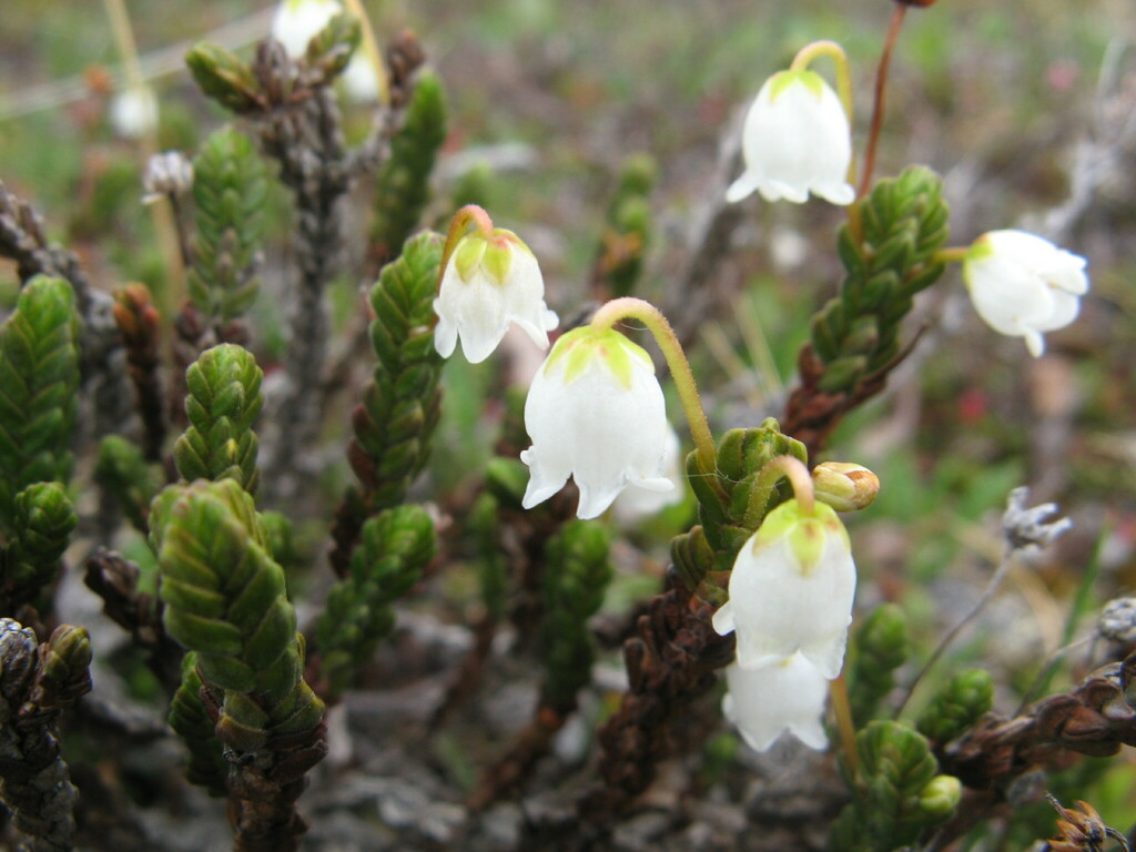 Arctic bell-heather from Denali N.P., AK, USA on June 20, 2012 at 12:14 ...