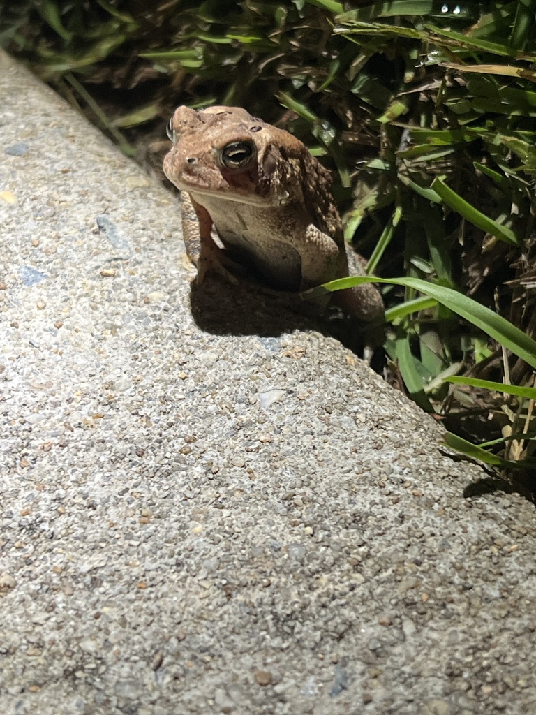 North American Toads from Ravenwing Dr, Fuquay-Varina, NC, US on ...