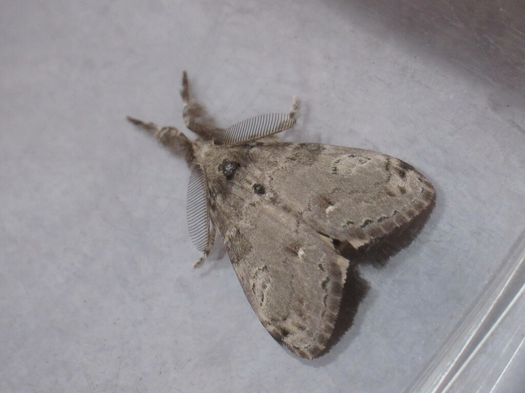 White-marked Tussock Moth from Bellbrook, Greene County, OH, USA on ...