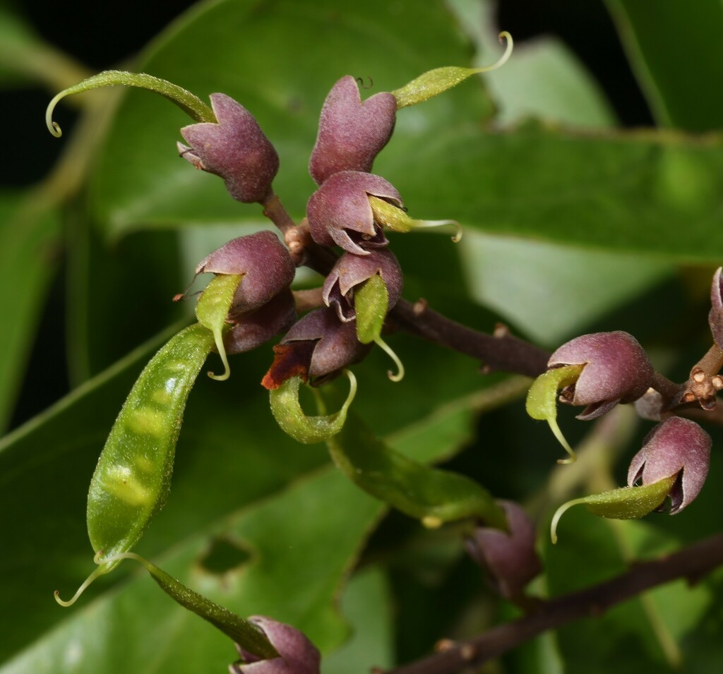 Chontaquiro, palo pijuayo (Especies forestales de la amazonía peruana ...