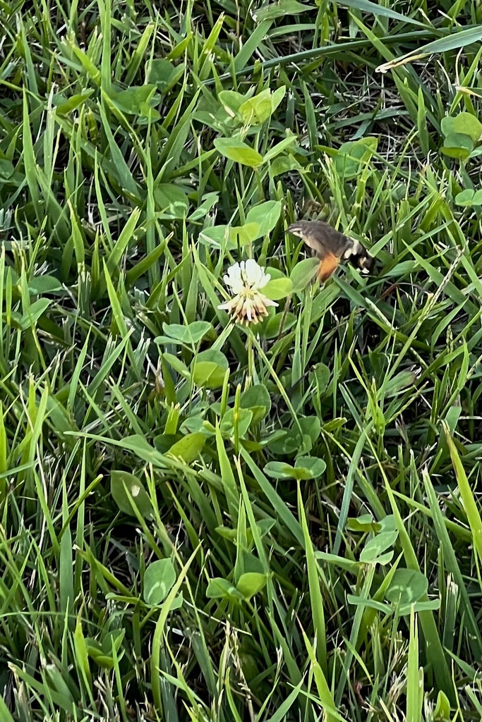 Eurasian Hummingbird Hawkmoth from Nobeyama, Minamimaki, Minamisaku-Gun ...