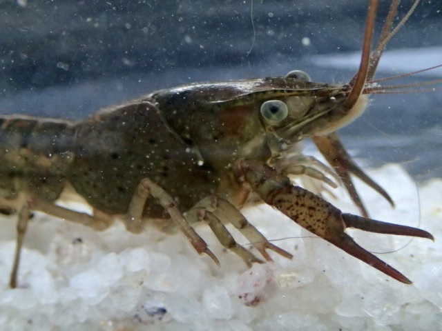 White River Crayfish from Simcoe County, ON, Canada on September 10 ...