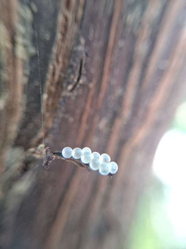 True Bugs from Lot. Sao Judas Tadeu, João Pessoa - PB, Brasil on ...