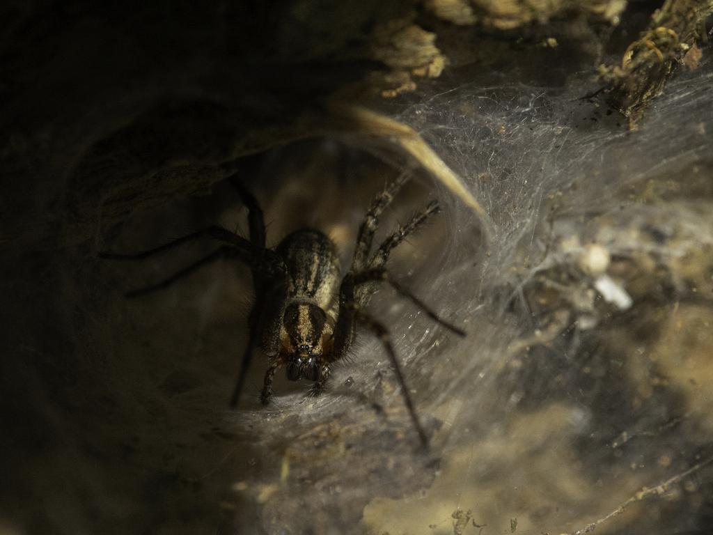 Grass Spiders from Worthington, OH, USA on September 10, 2023 at 04:27 ...