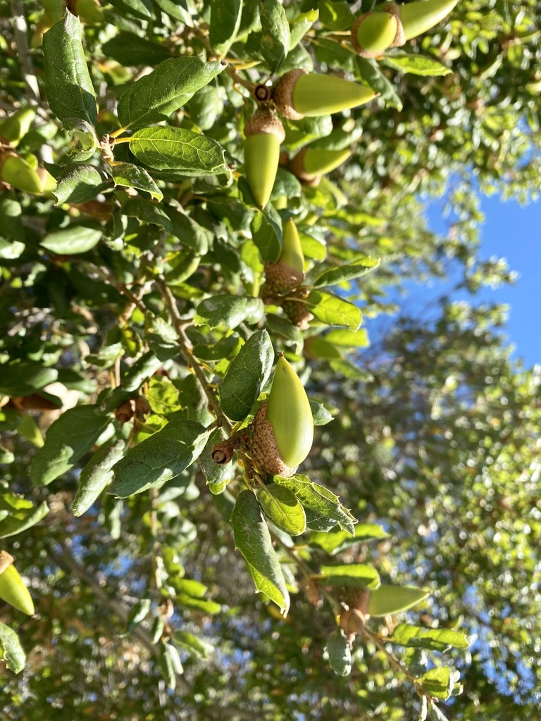 Acorn Gall Wasp from Smith Ranch Rd, San Rafael, CA, US on September 10 ...