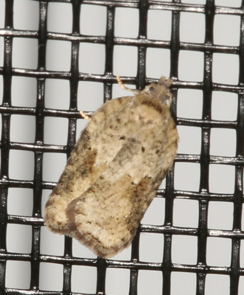North American Black-headed Birch Leaffolder Moth from Mont-Joli, QC ...