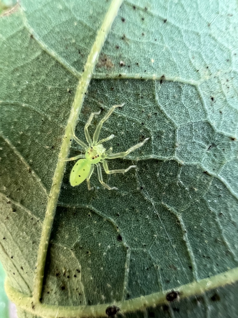 Magnolia Green Jumping Spider from Nanjemoy, MD, US on September 9 ...
