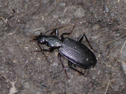 Platynus angustatus from Little Bennett Regional Park on March 13, 2016 ...