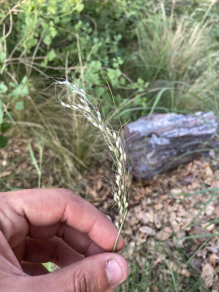 Pinyon Ricegrass from Jeff Davis County, US-TX, US on September 10 ...