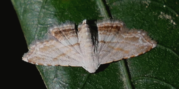 Butterflies and Moths from Zona rural de Paudalho - Pernambuco on ...