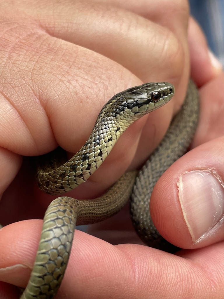 Northwestern Garter Snake from Olympic National Park, Brinnon, WA, US ...