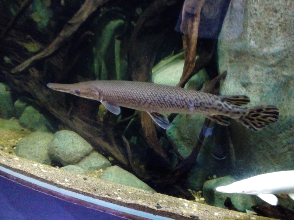Alligator Gar from Asia Heights, 8C-16-18, Lorong Semarak Api 3, Paya ...