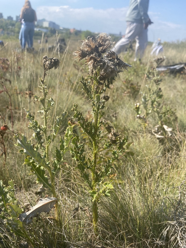 creeping thistle from Western College of Veterinary Medicine ...
